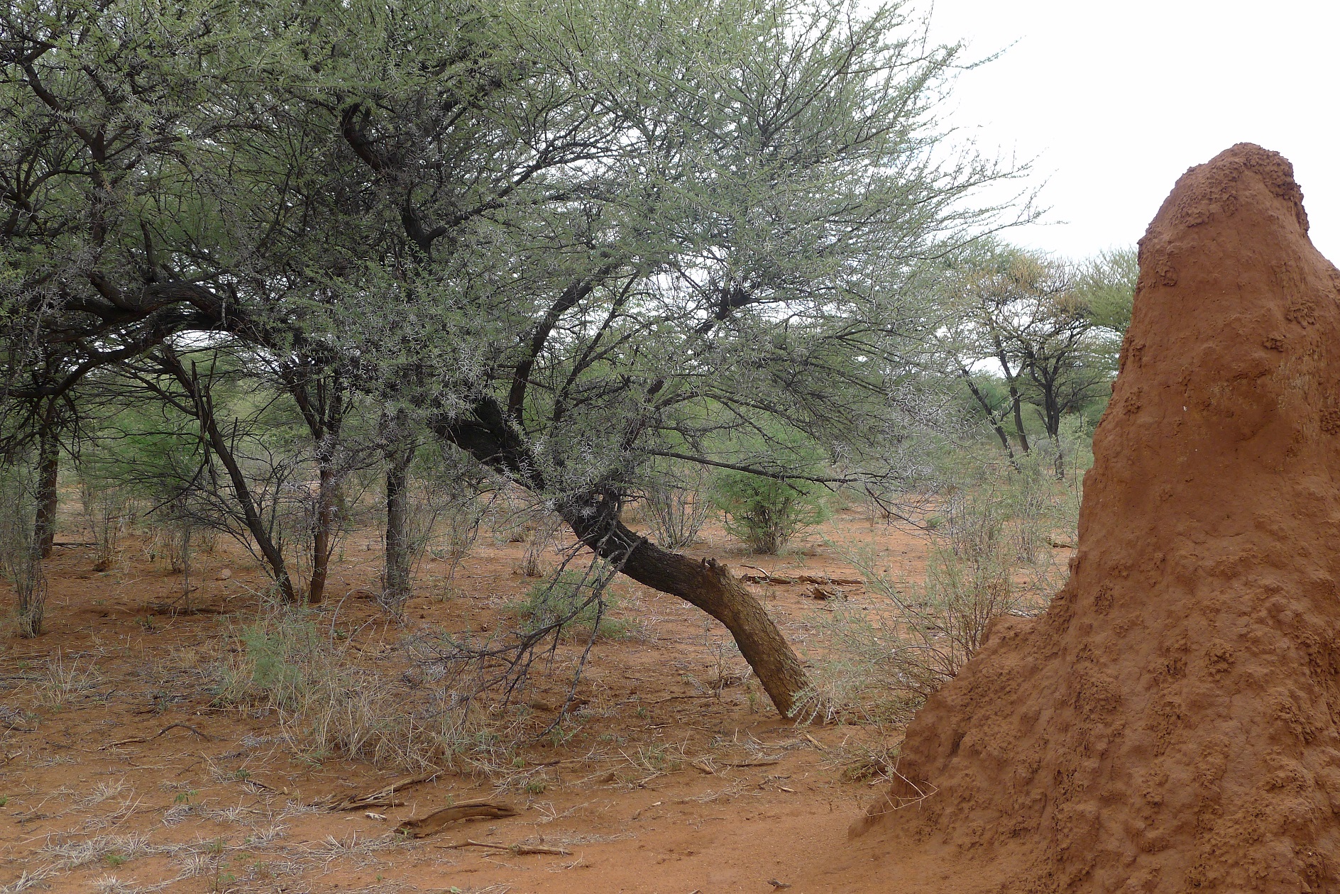 Mythical Mushrooms | Snapshot Serengeti