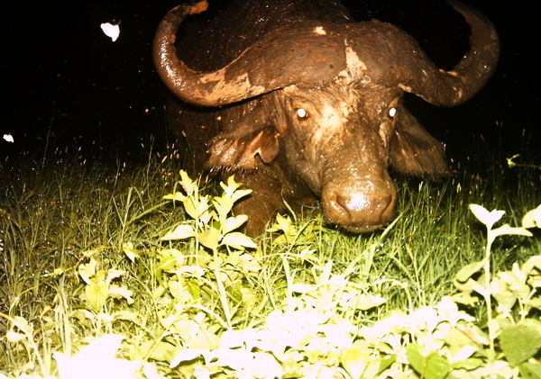 The African Buffalo, Success in a Crowd | Snapshot Serengeti